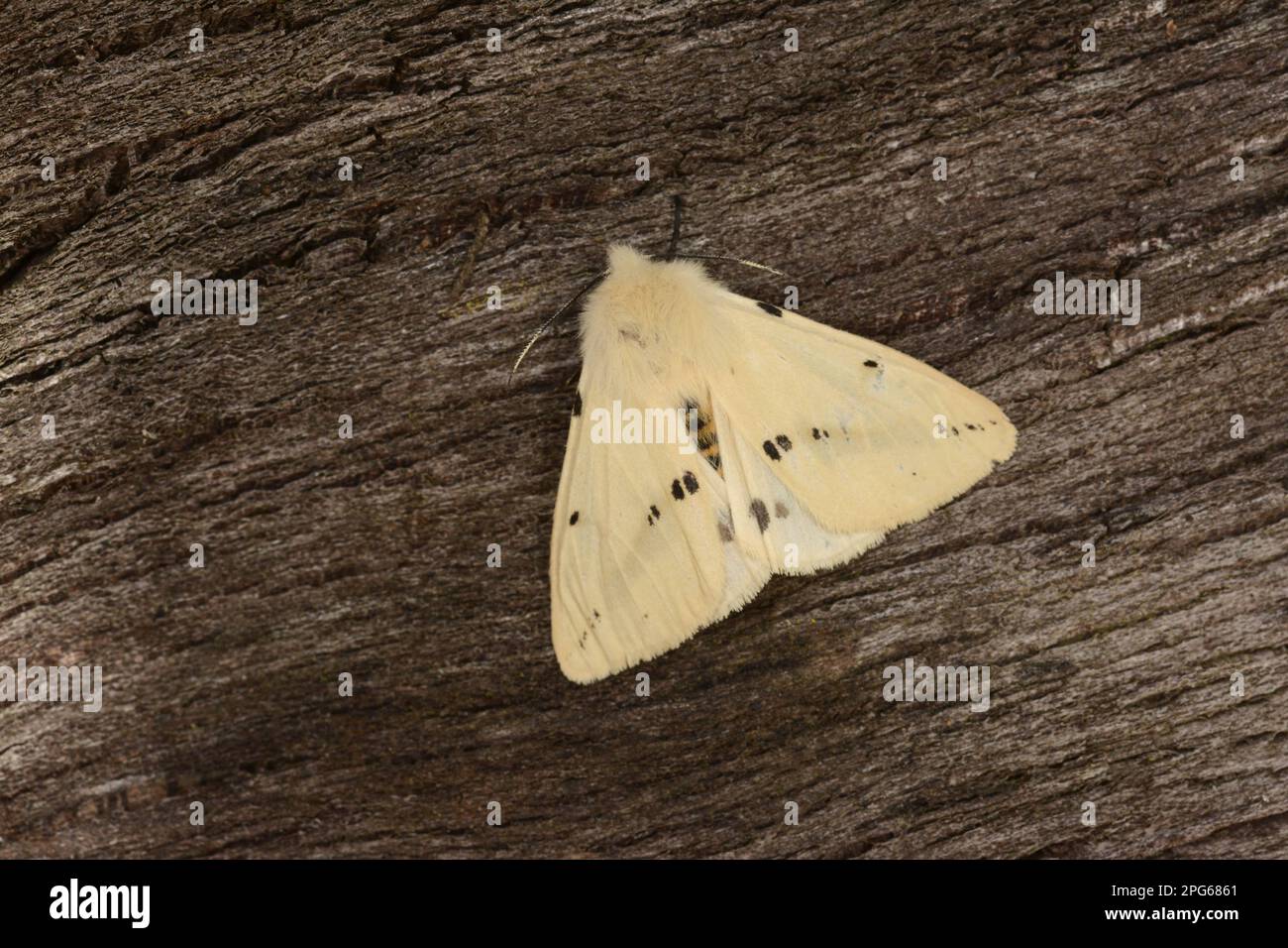 Buffalo ermine (Spilosoma luteum), adult male resting on bark ...