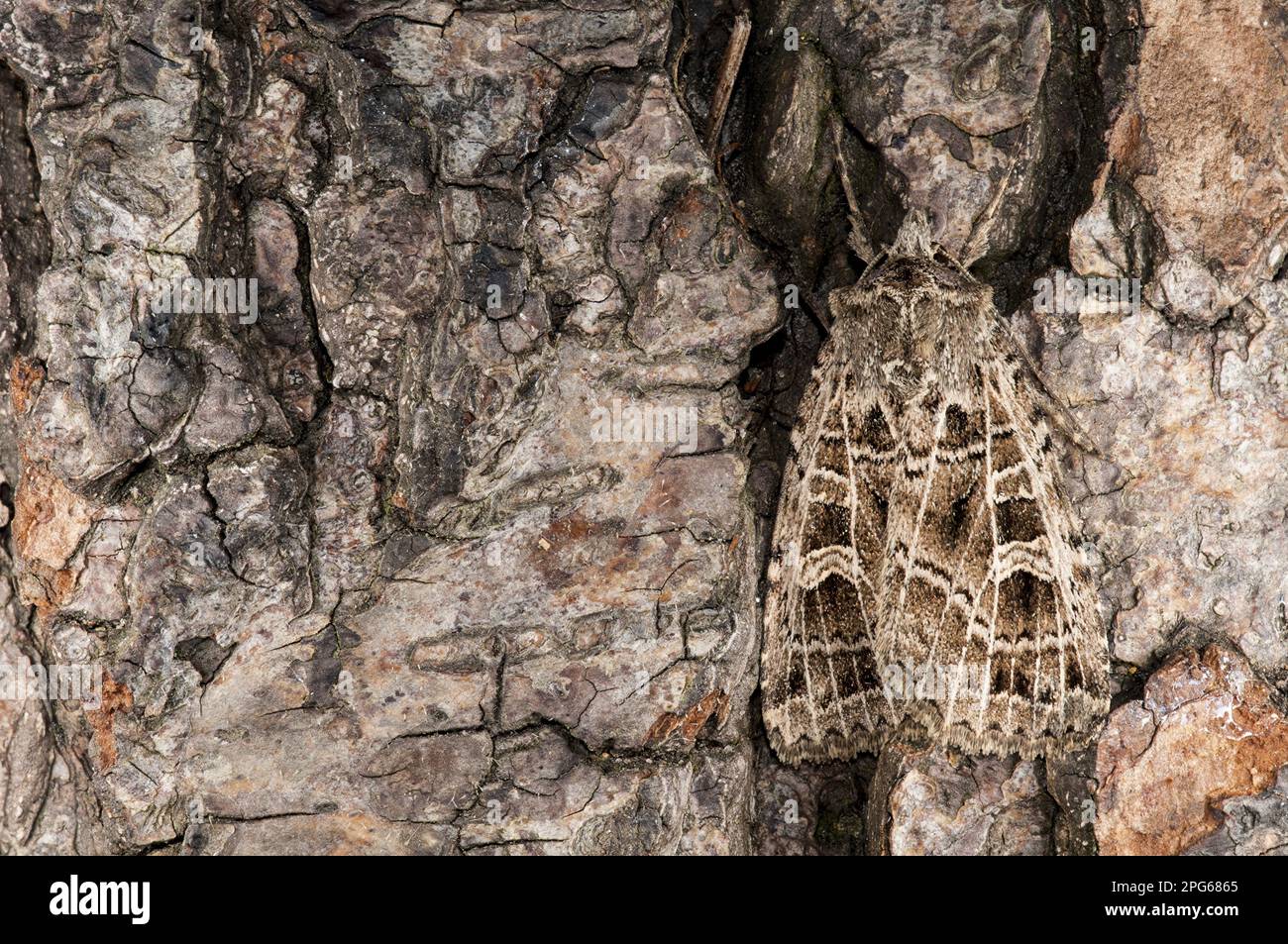 Gothic (moth) (Naenia typica), Scops owl, Book-printing owls, Scops ...