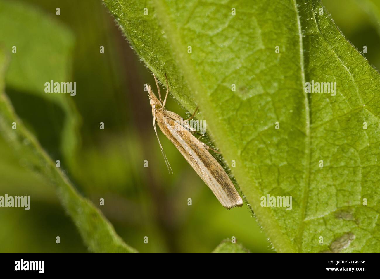 Common grass-veneer (Agriphila tristella), Insects, Moths, Butterflies ...