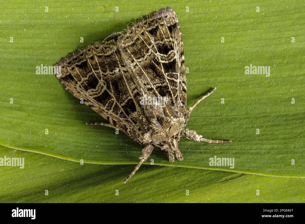 Gothic (moth) (Naenia typica), Scops owl, Book-printing owls, Scops ...