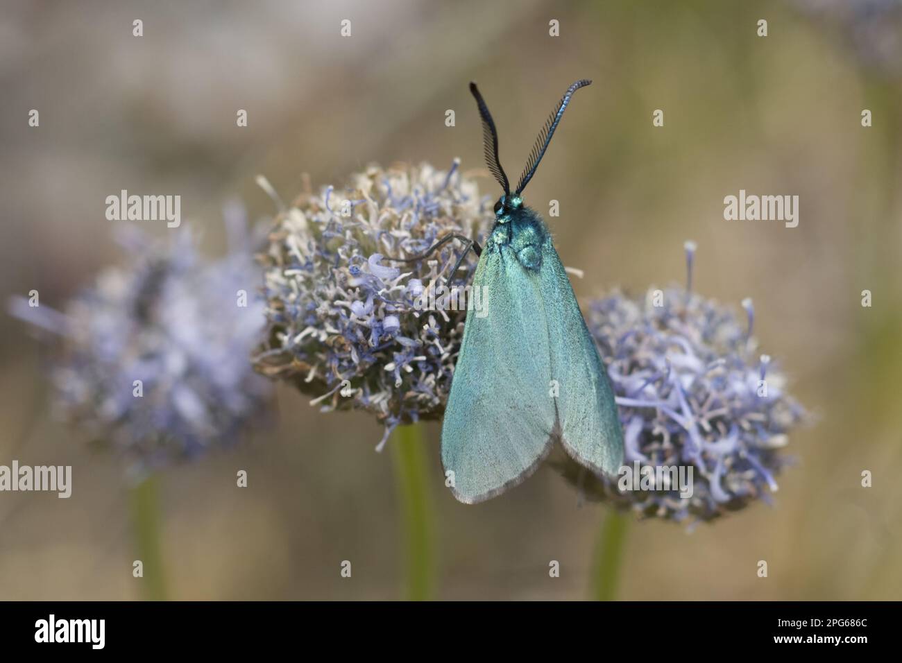 Moths of spain hi-res stock photography and images - Alamy