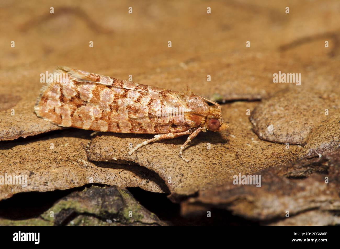 Orange Pine Tortrix (Lozotaeniodes formosanus) adult, resting on pine ...