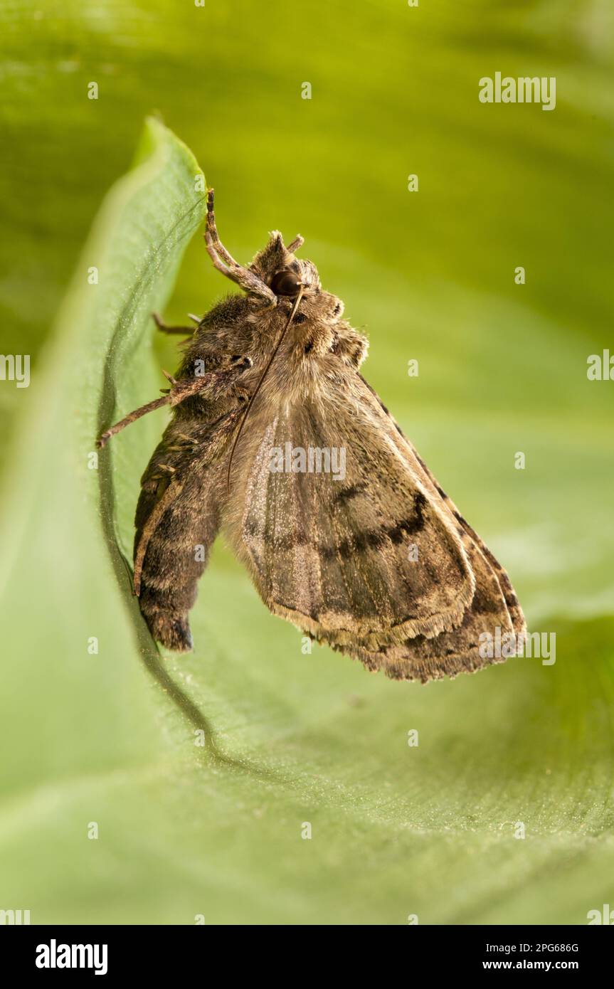 Gothic (moth) (Naenia typica), Scops owl, Book-printing owls, Scops ...