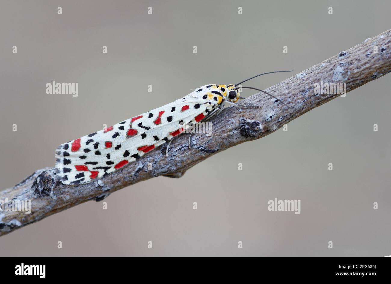 Australian Purple Lackey (Utethesia lotrix) adult, resting on branch ...