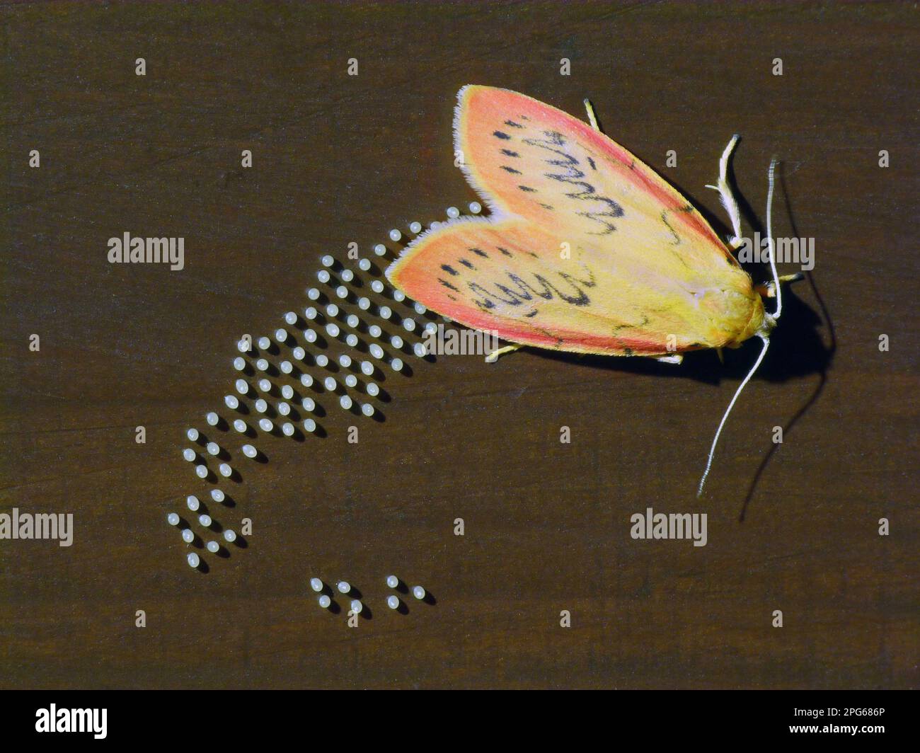 Rosy footman moth (Miltochrista tiger moth (Arctiinae), Insects, Moths ...