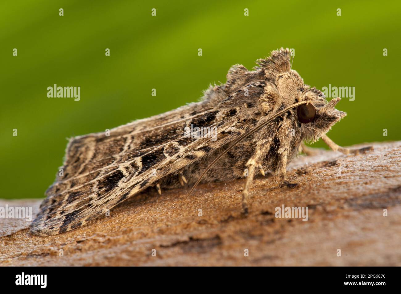 Gothic (moth) (Naenia typica), Scops owl, Book-printing owls, Scops ...