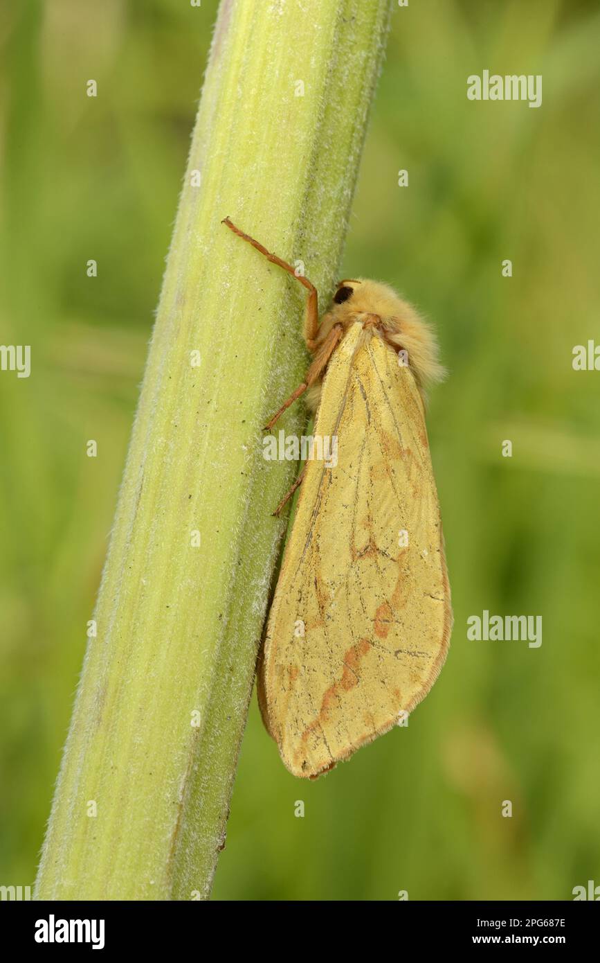 Ghost moth, Hop rootworm, Ghost moth, Ghost moths (Hepialidae ...