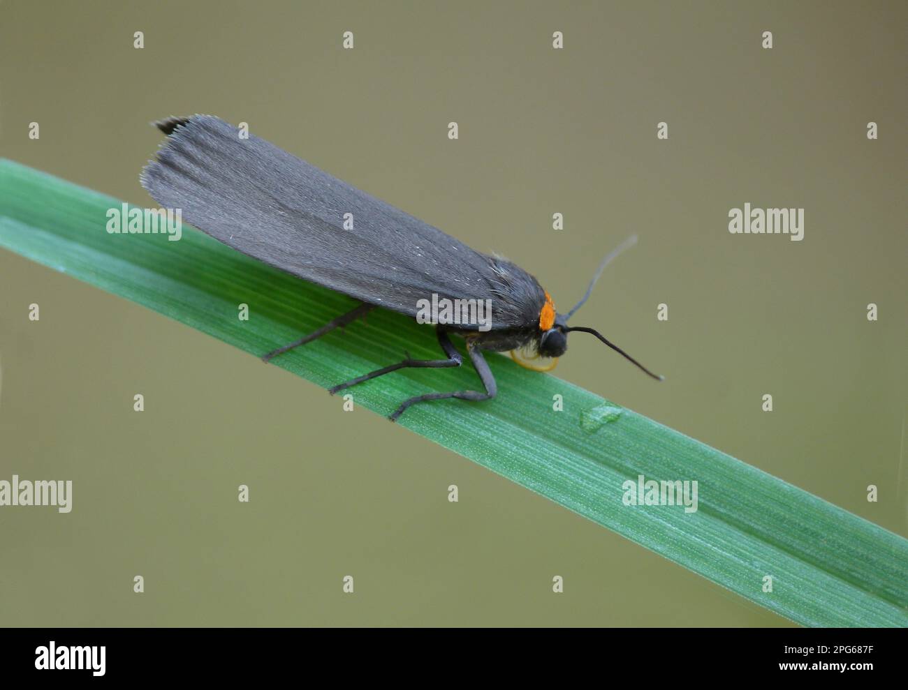 Red-necked footman (Atolmis rubricollis), Red-necked lichen bear, Red ...
