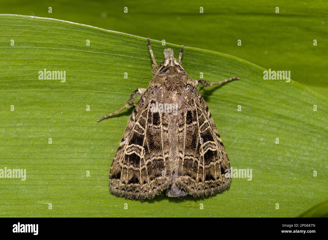 Gothic (moth) (Naenia typica), Scops owl, Book-printing owls, Scops ...