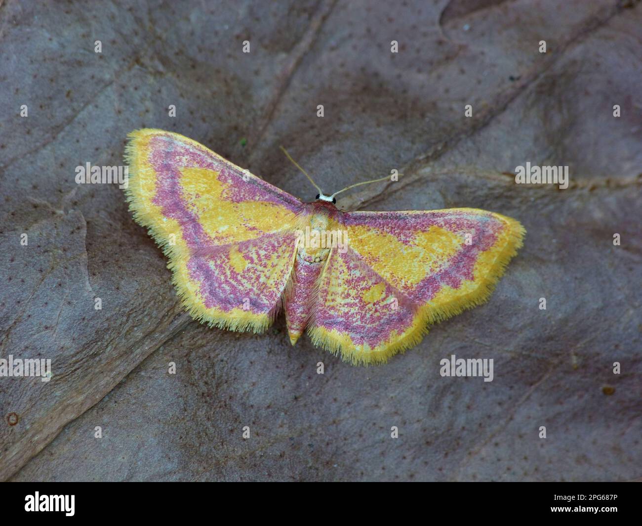 Purple-bordered moth, Purple-bordered bog moth, Purple-bordered moth ...