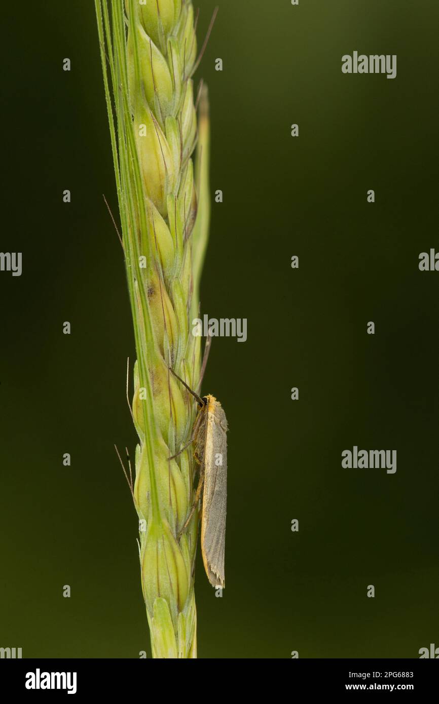 Common footman (Eilema lurideola), grey lichen bear, hardwood lichen ...