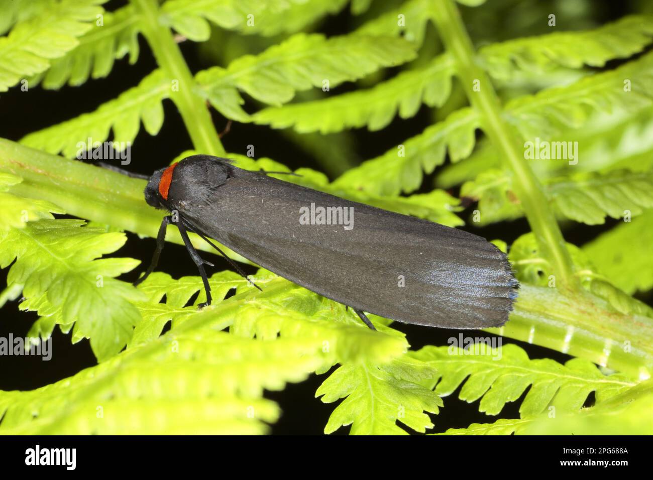 Red-necked footman (Atolmis rubricollis), Red-necked Footman adult, resting on fern frond, Powys ...