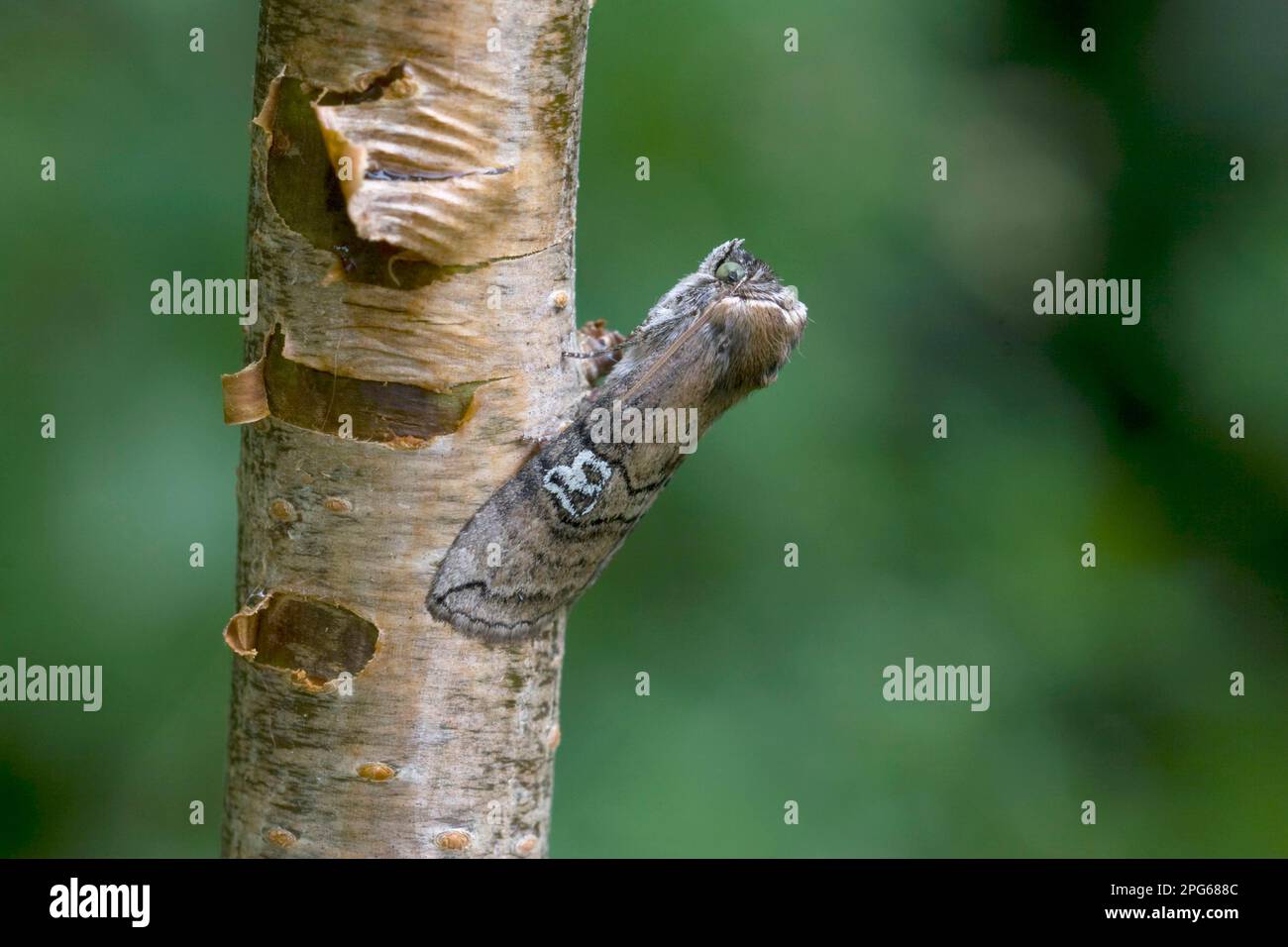 Tethea ocularis, Insects, Moths, figure of eighty (Tethea ocularis ...