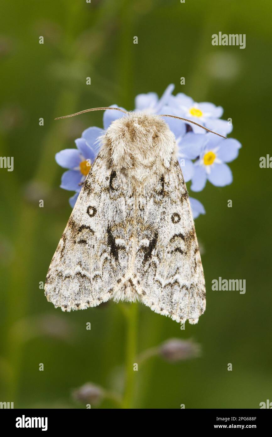 Moths light bark hi-res stock photography and images - Alamy