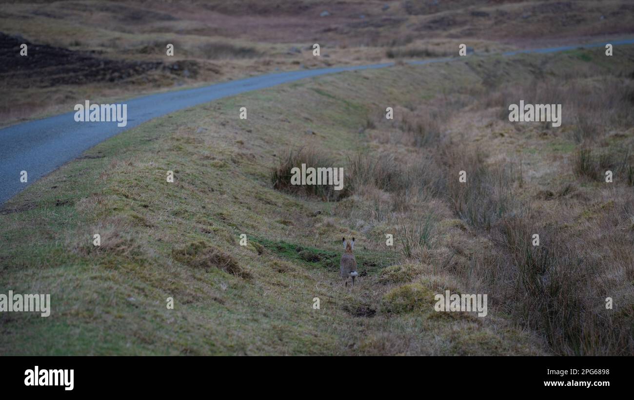 Deer foraging in nature. brown deer in nature Stock Photo - Alamy