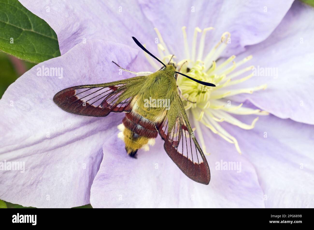 Broad-bordered bee-hawk moth (Hemaris fuciformis), Bumblebee Hawkmoth ...