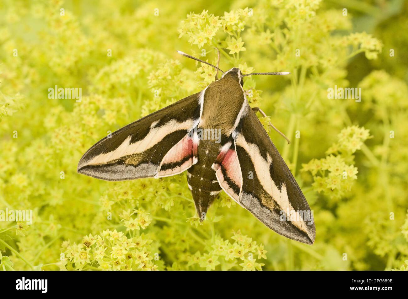 Bedstraw (Sphingidae) hawk-moth (Hyles gallii), Bedstraw Hawkmoth ...