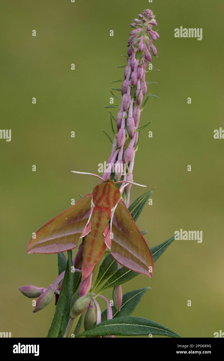 Adult elephant hawk-moth (Deilephila elpenor) resting on the food plant ...