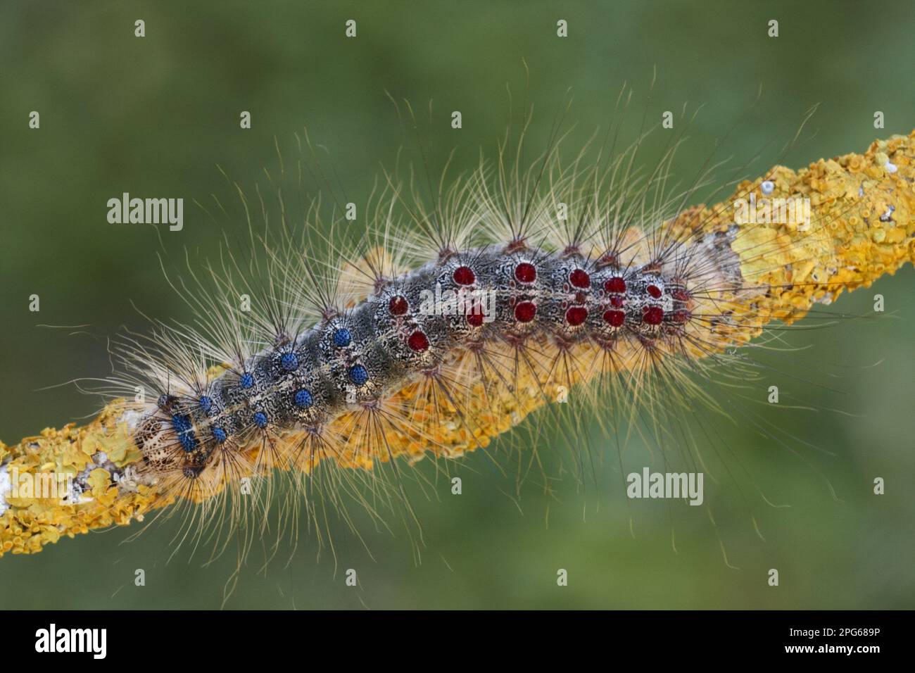 Gypsy moth (Lymantria dispar) caterpillar, final stage, on lichen ...