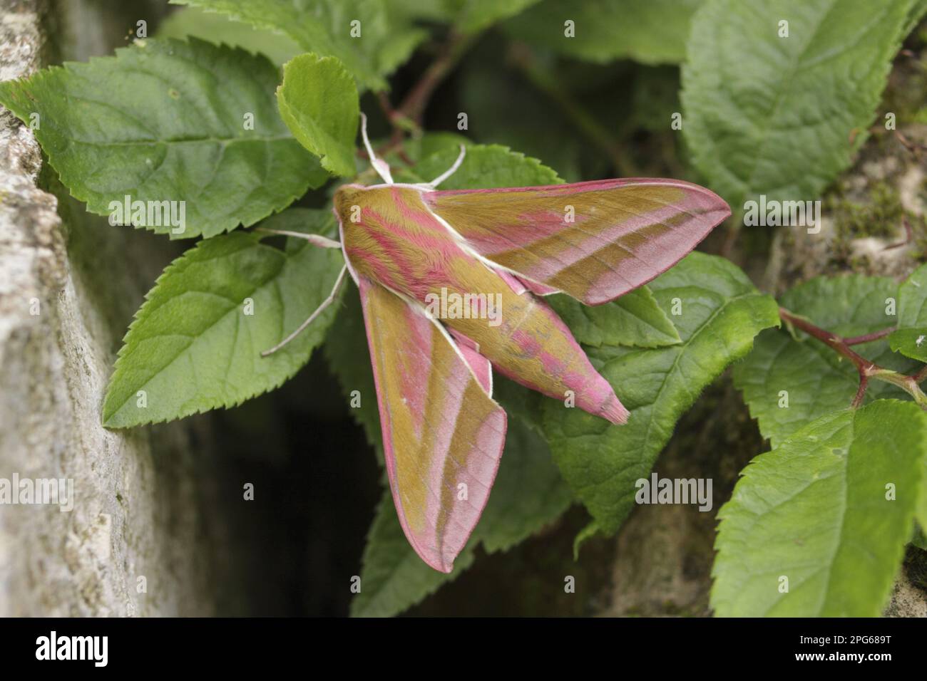 Elephant hawk-moth (Deilephila elpenor), Medium vine hawkmoth, Hawkmoth ...