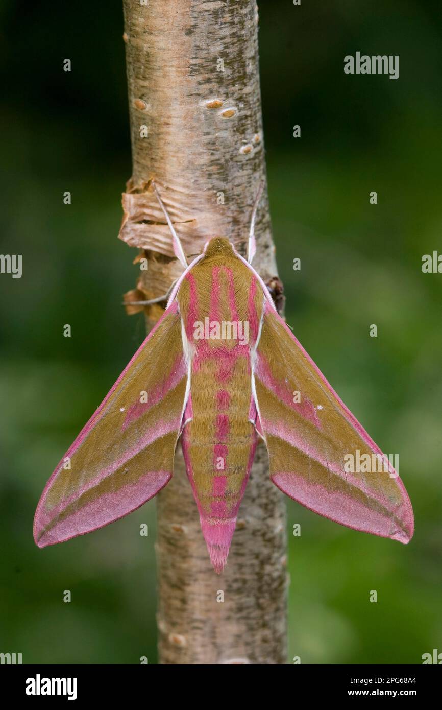 Elephant hawk-moth (Deilephila elpenor), Medium vine hawkmoth, Hawkmoth ...