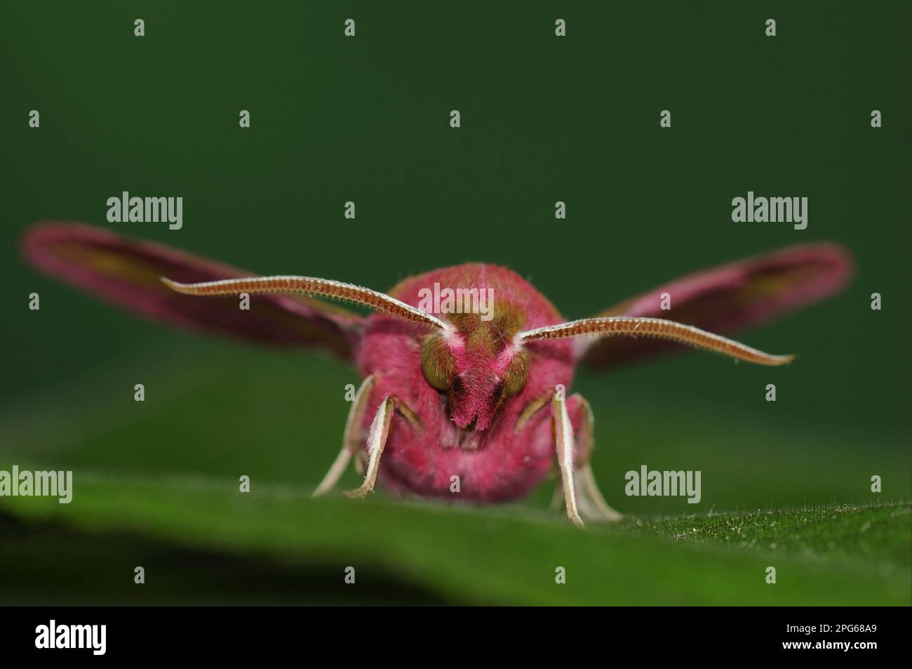 Small elephant hawk-moth (Deilephila porcellus), Small vine hawkmoth ...