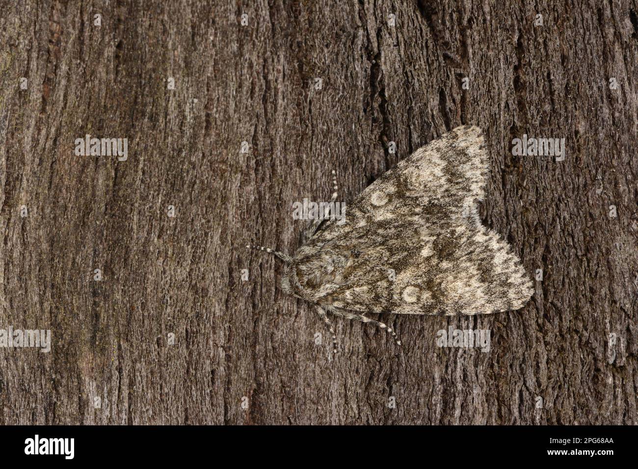 Poplar grey moth (Acronicta megacephala), Owl, Big-headed Bark Owls ...