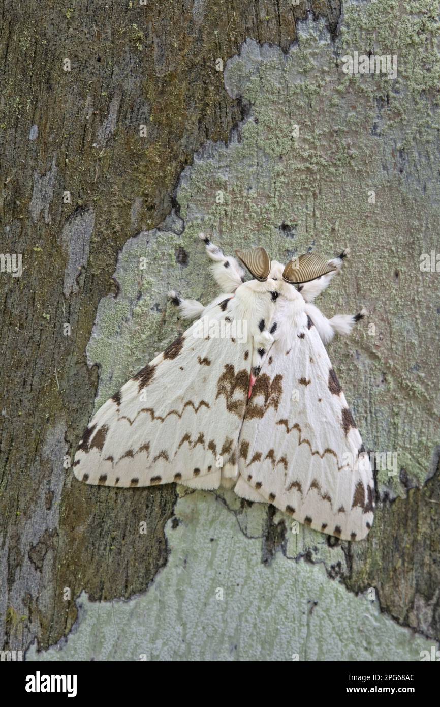 Moth (Lymantria brunneiplaga) adult, resting on lichen covered log ...