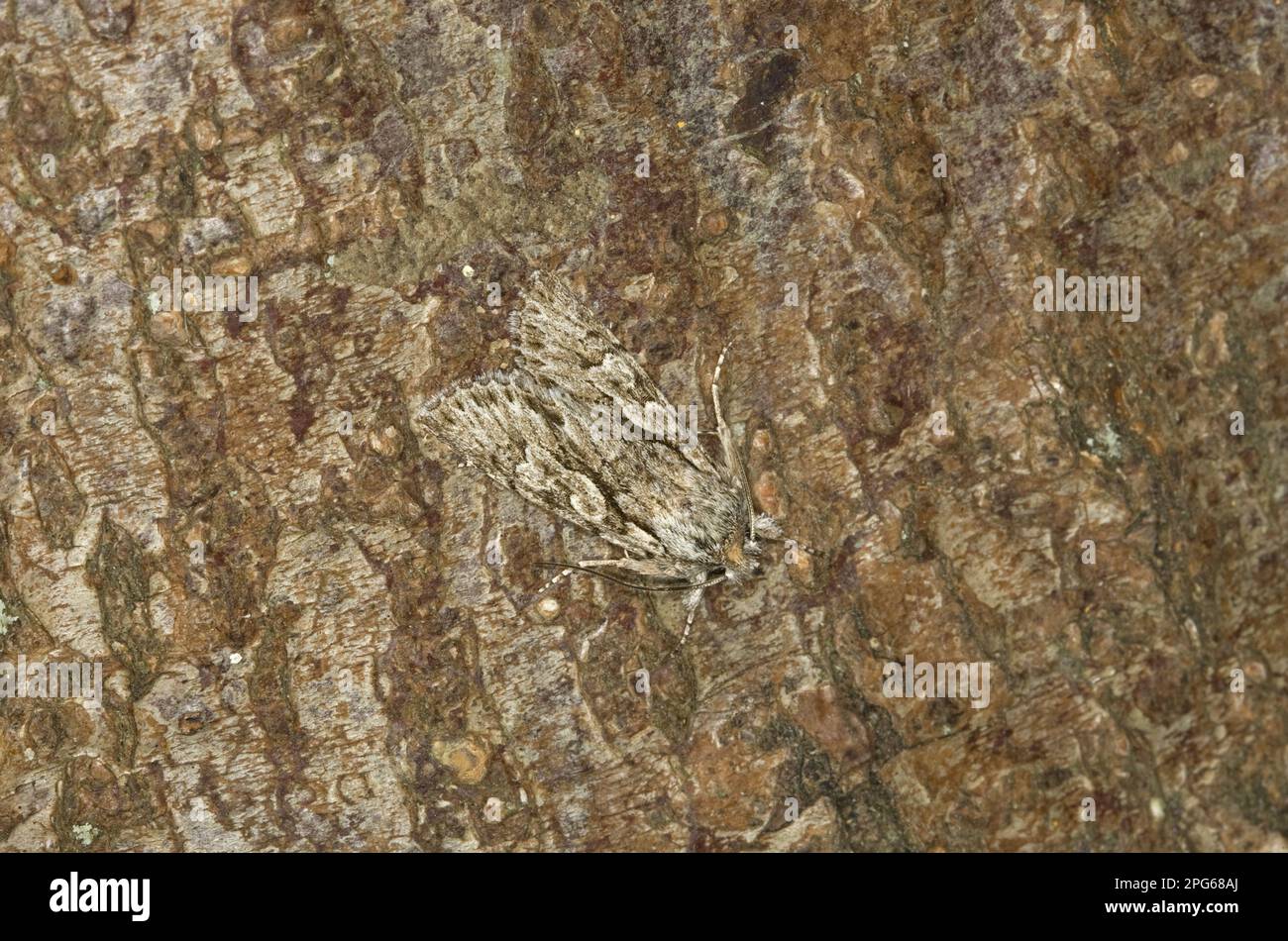 Early Grey (Xylocampa areola) Moth adult, camouflaged on bark, Norfolk ...
