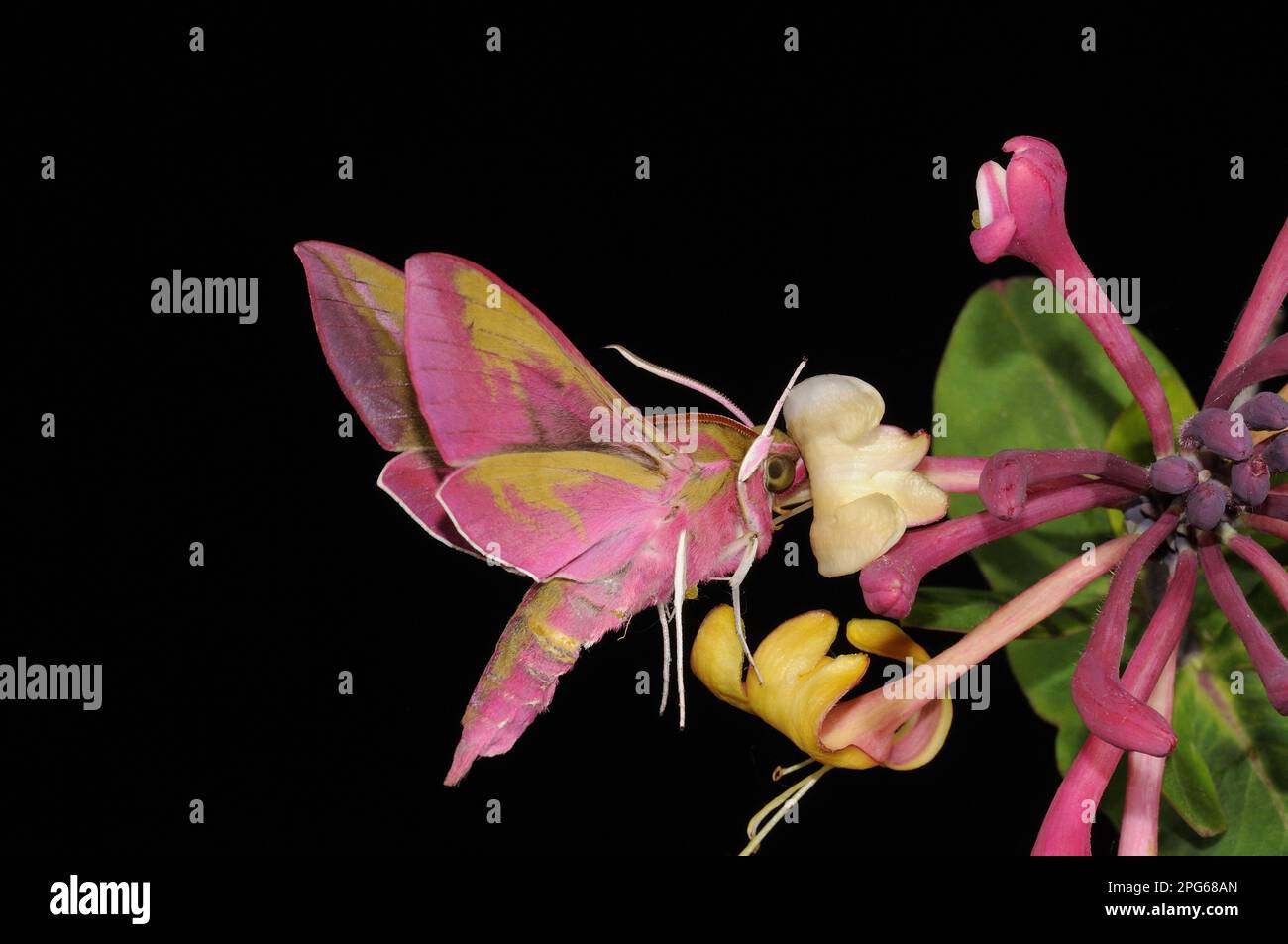 Elephant hawk-moth (Deilephila elpenor), Medium vine hawkmoth, Hawkmoth, Insects, Moths ...