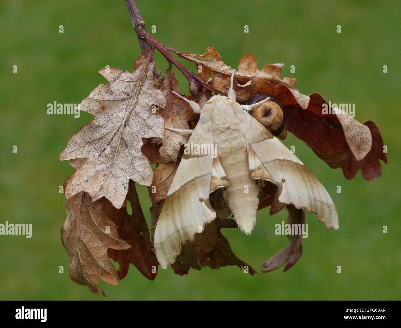 Oak hawk-moth (Marumba quercus), Hawkmoths, Insects, Moths, Butterflies ...