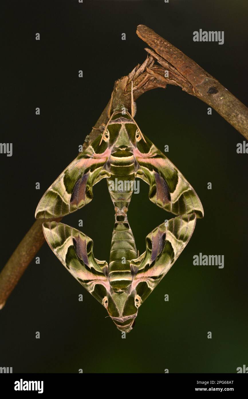 Oleander hawk moth (Daphnis nerii), Other animals, Insects, Butterflies ...