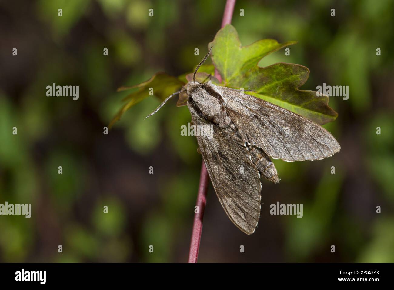 Pine hawk-moth (Sphinx pinastri), Pine arrow, Insects, Moths ...