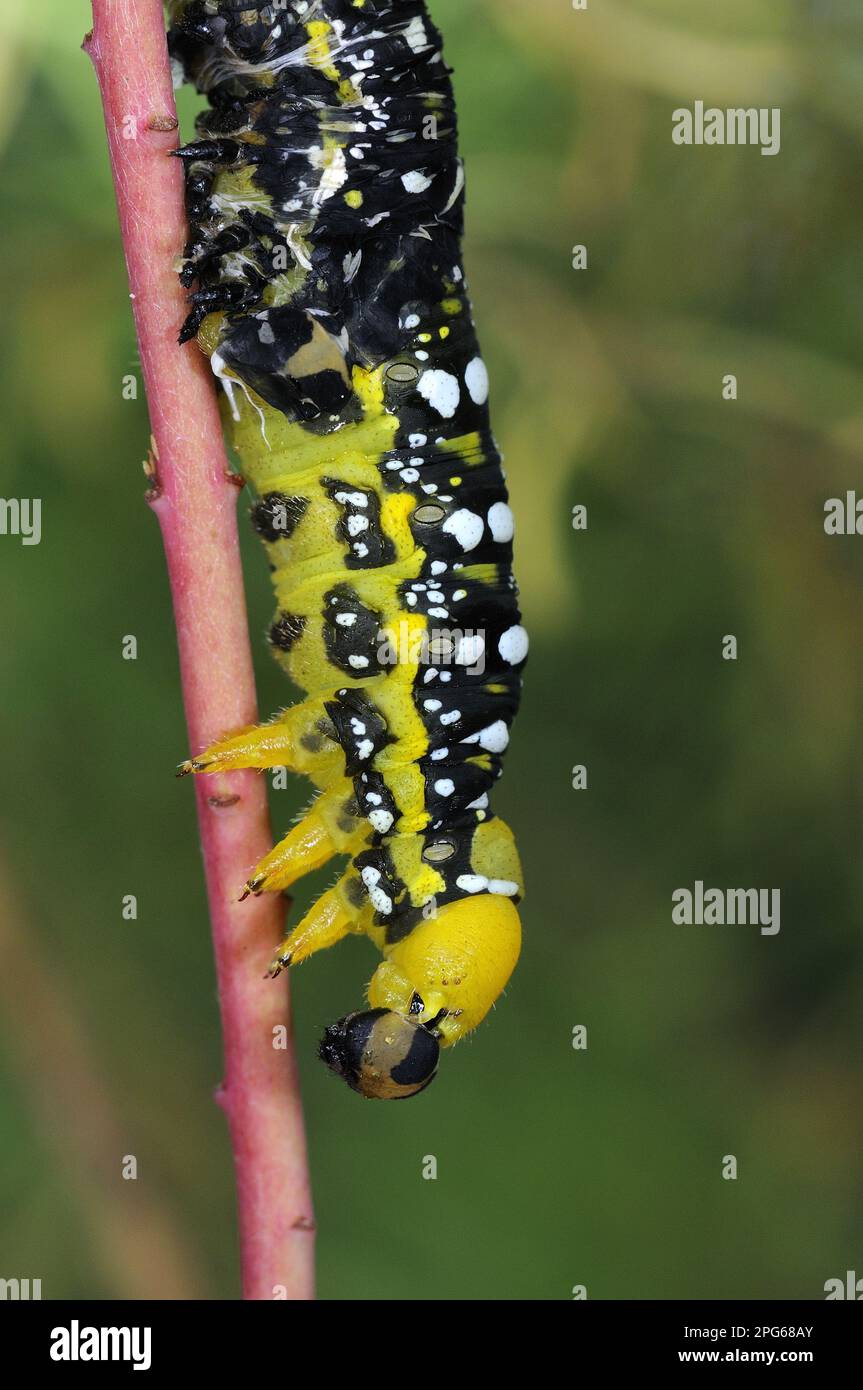 Celerio euphorbiae, hawkmoth, insects, moths, butterflies, animals ...