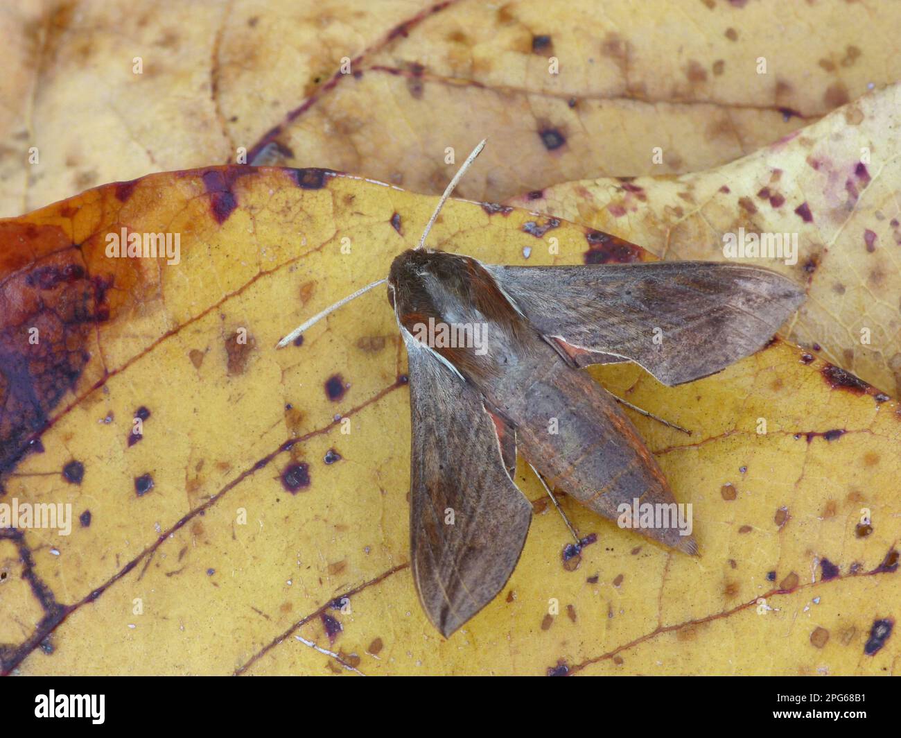Hippotion sphinx moth (Hippotion boerhaviae) adult, sleeping on leaf ...
