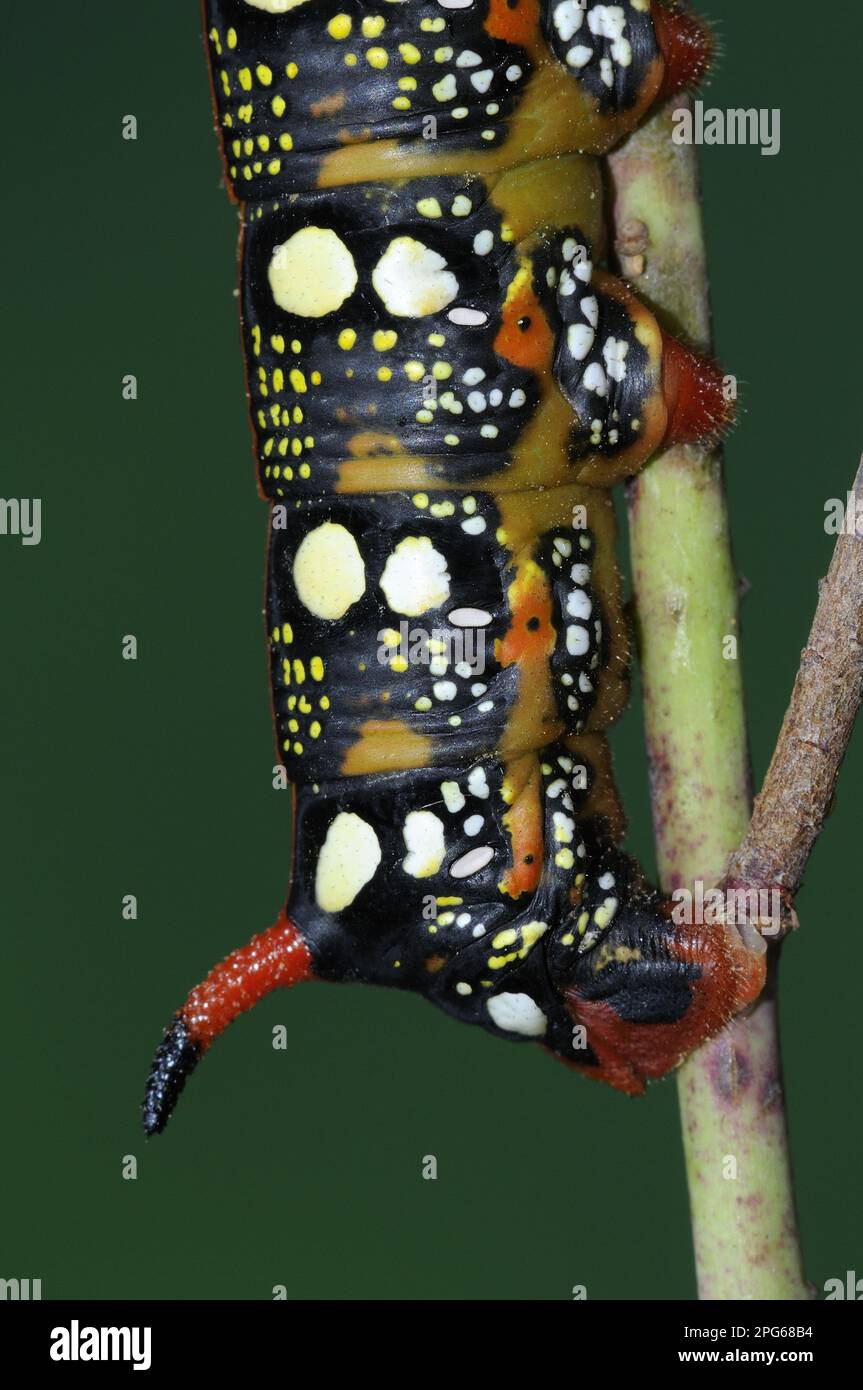 Fully grown moth hi-res stock photography and images - Alamy