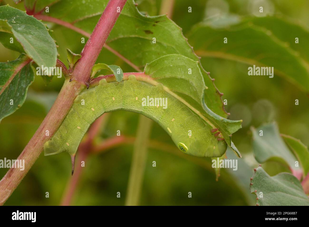 Streaked leaf hi-res stock photography and images - Alamy