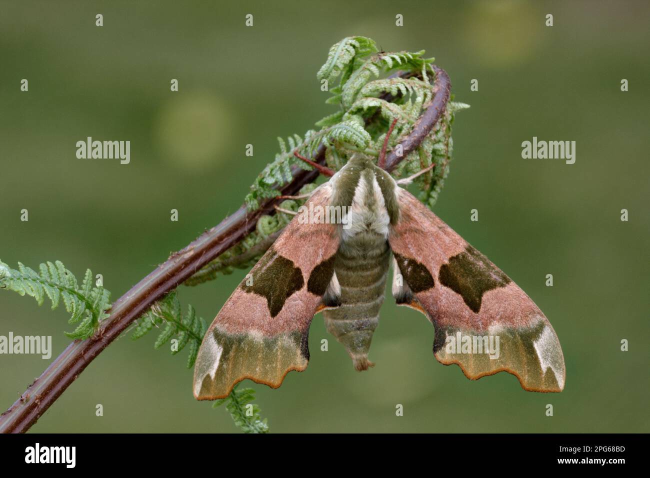 Female hawk moth hi-res stock photography and images - Alamy