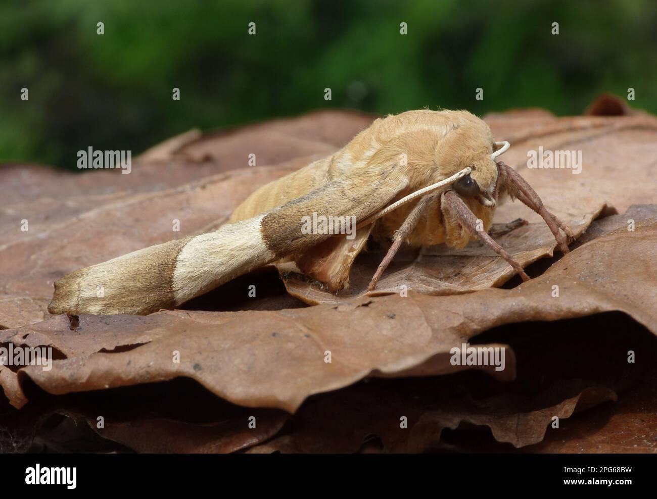 Oak hawk-moth (Marumba quercus), Hawkmoth, Insects, Moths, Butterflies ...
