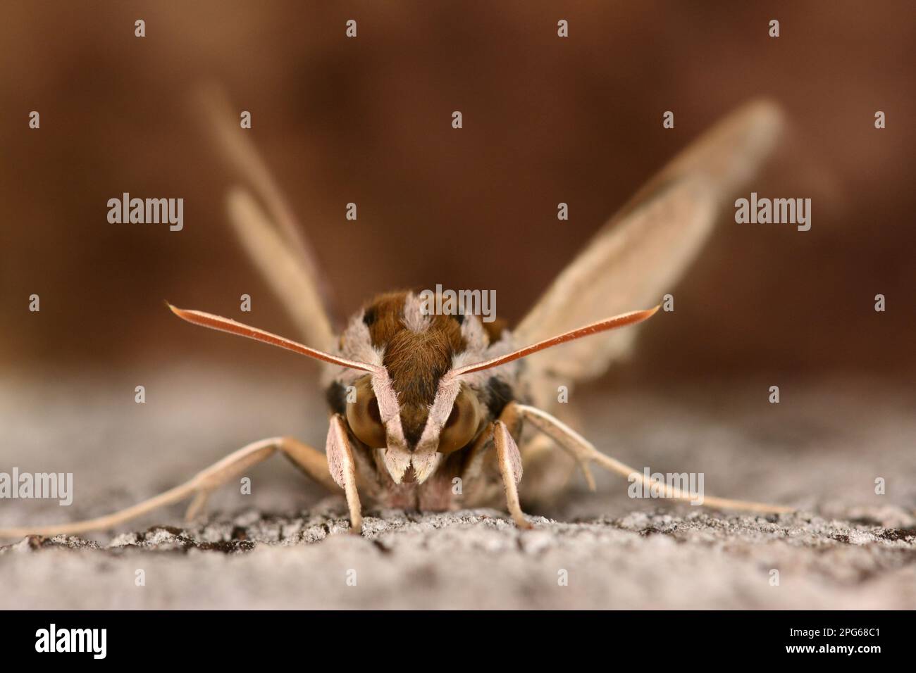 Vine (Sphingidae) hawk-moth (Hippotion celerio), Large vine hawkmoth ...