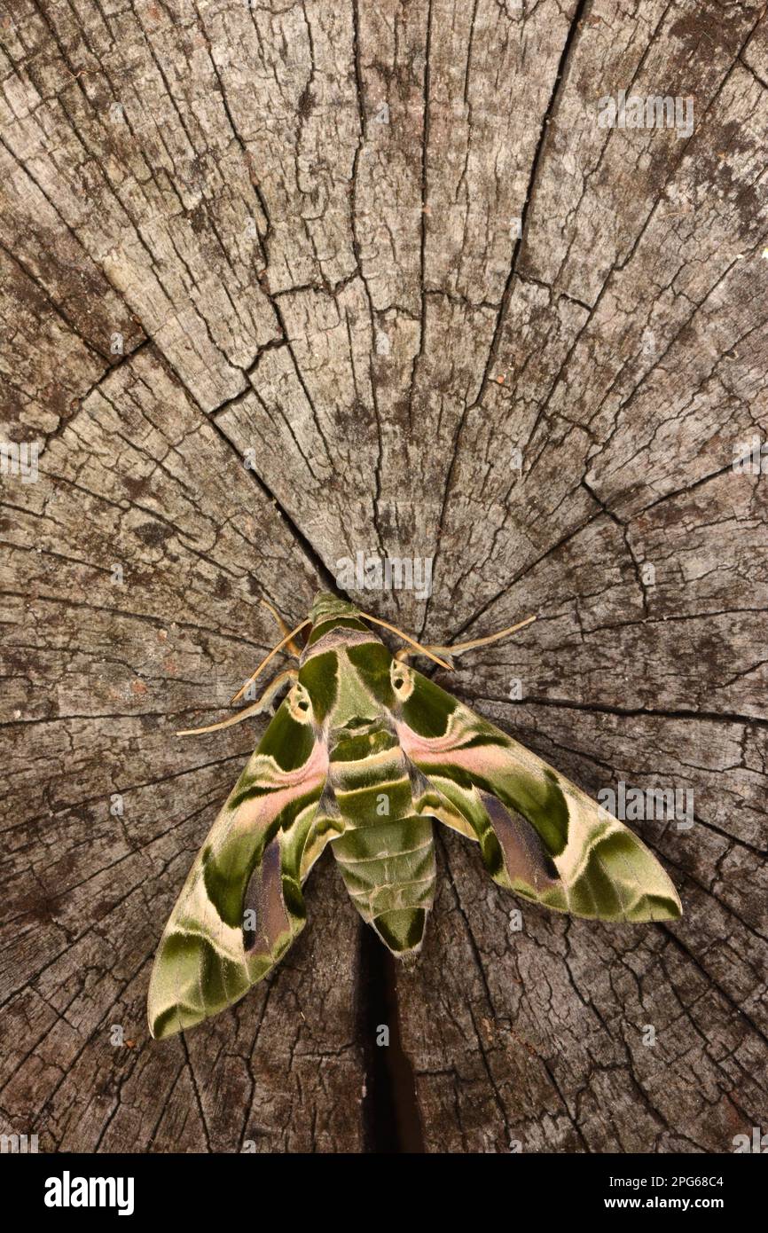 Oleander hawk moth (Daphnis nerii), Other animals, Insects, Butterflies ...
