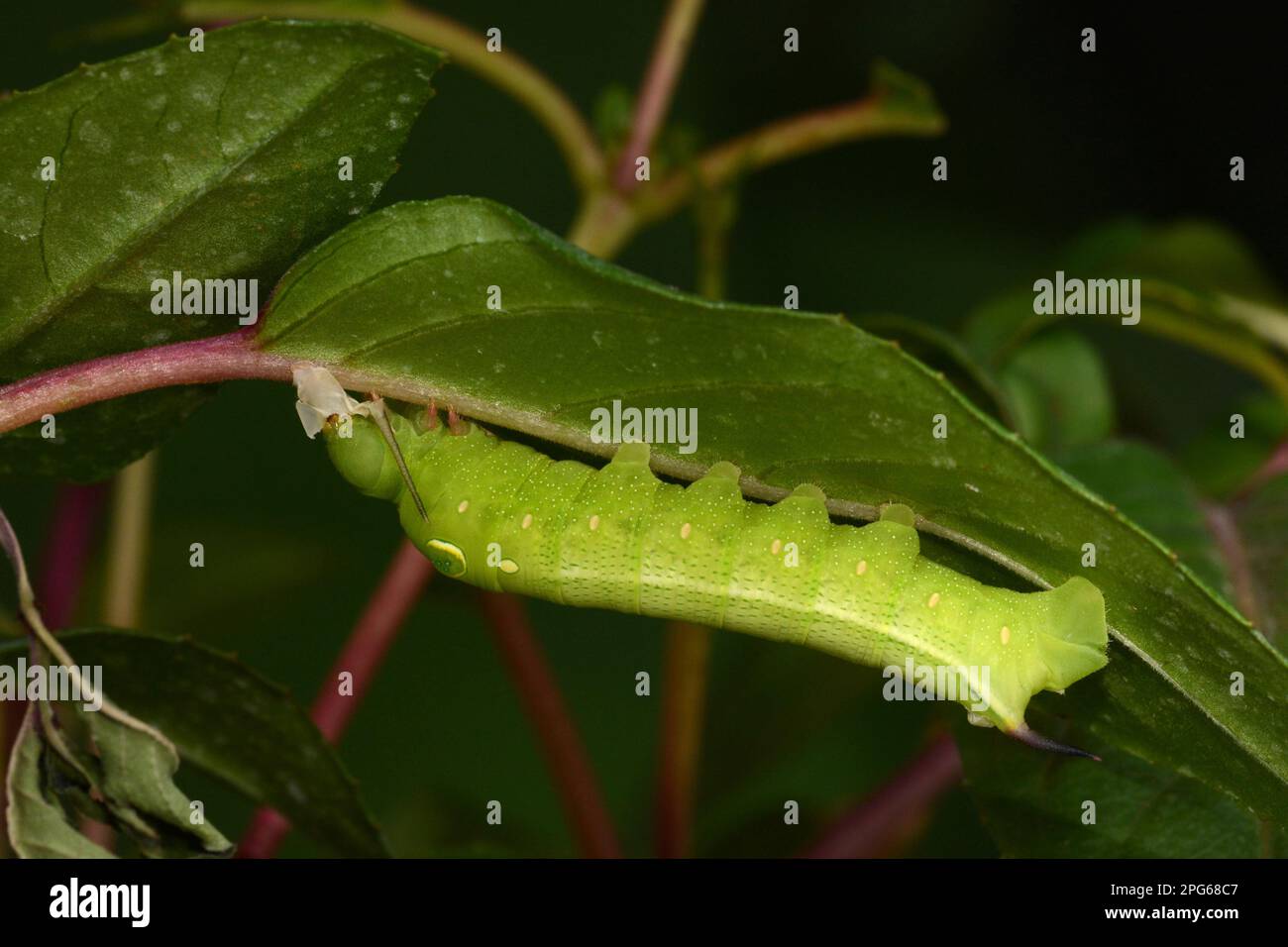 Vine hawk moths hi-res stock photography and images - Alamy