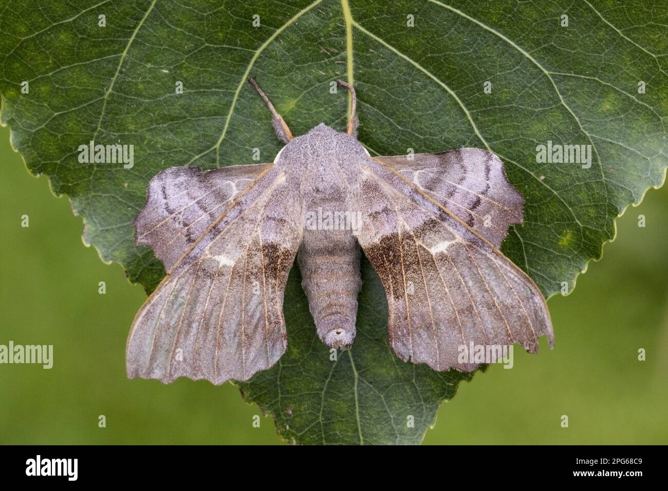 Poplar hawk-moth (Laothoe populi), Hawkmoths, Insects, Moths ...