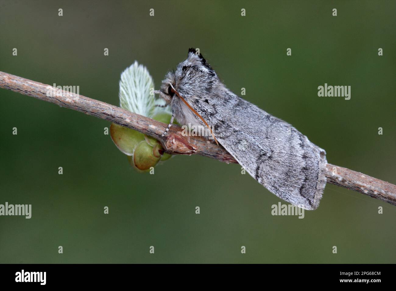 Adult yellow-horned moth (Achlya flavicornis) resting on a branch of ...