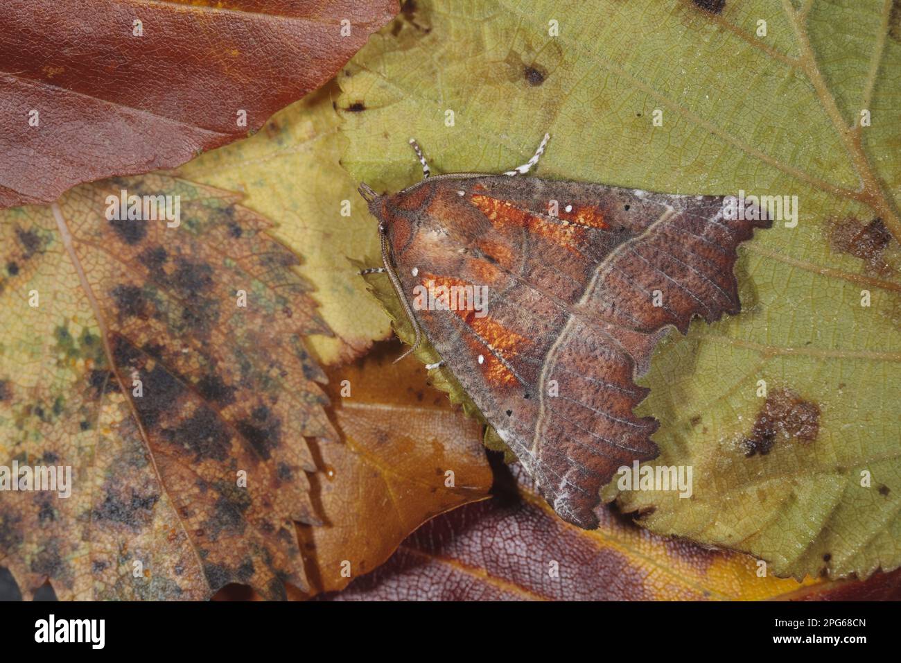 Scops Owl, Cinnamon Scops Owl, Orange Scops Owl, Yolk Willow Moth ...