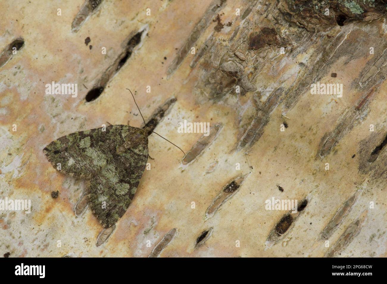 July highflyer (Hydriomena furcata), Insects, Moths (Geometridae ...