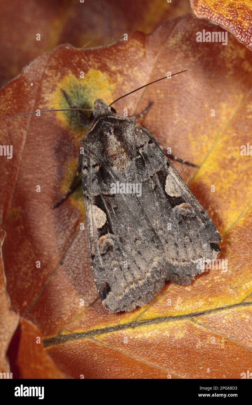 Setaceous hebrew character (Xestia c-nigrum), C owl, Black C owls, C ...