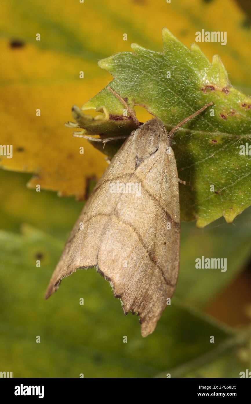 Scalloped hook-tip (Falcaria lacertinaria), Insects, Moths, Butterflies ...