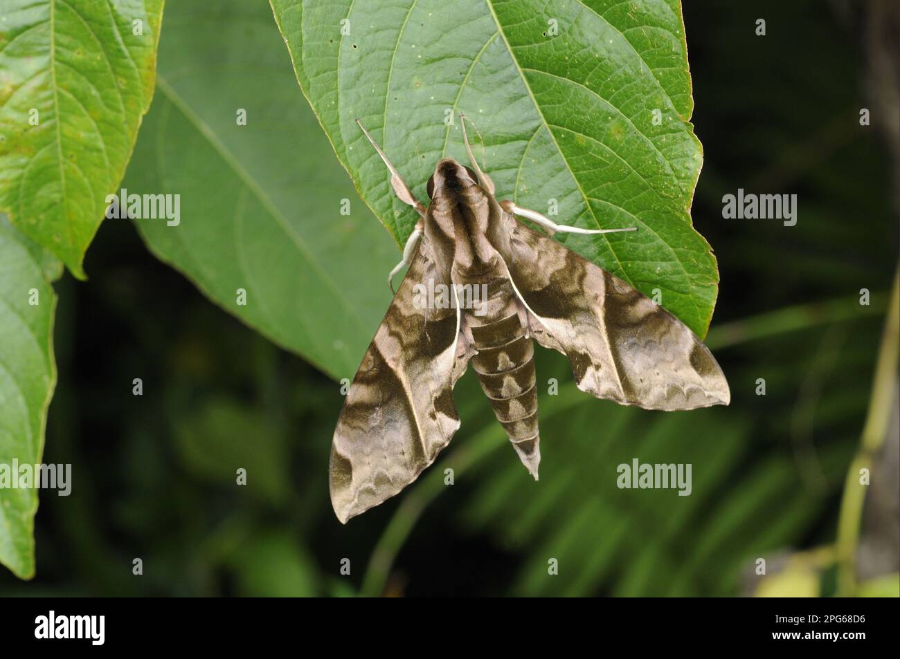 Insects, Moths, sphingid (Sphingidae), Animals, Other animals, Hawkmoth ...
