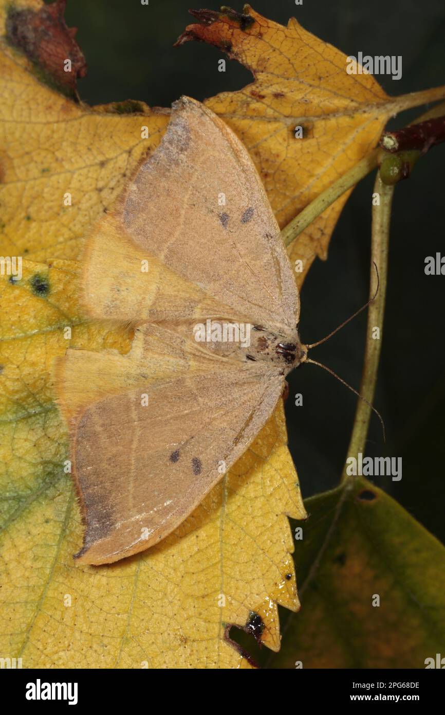 Oak Hooktip, oak hook-tip (Watsonalla binaria), Insects, Moths ...